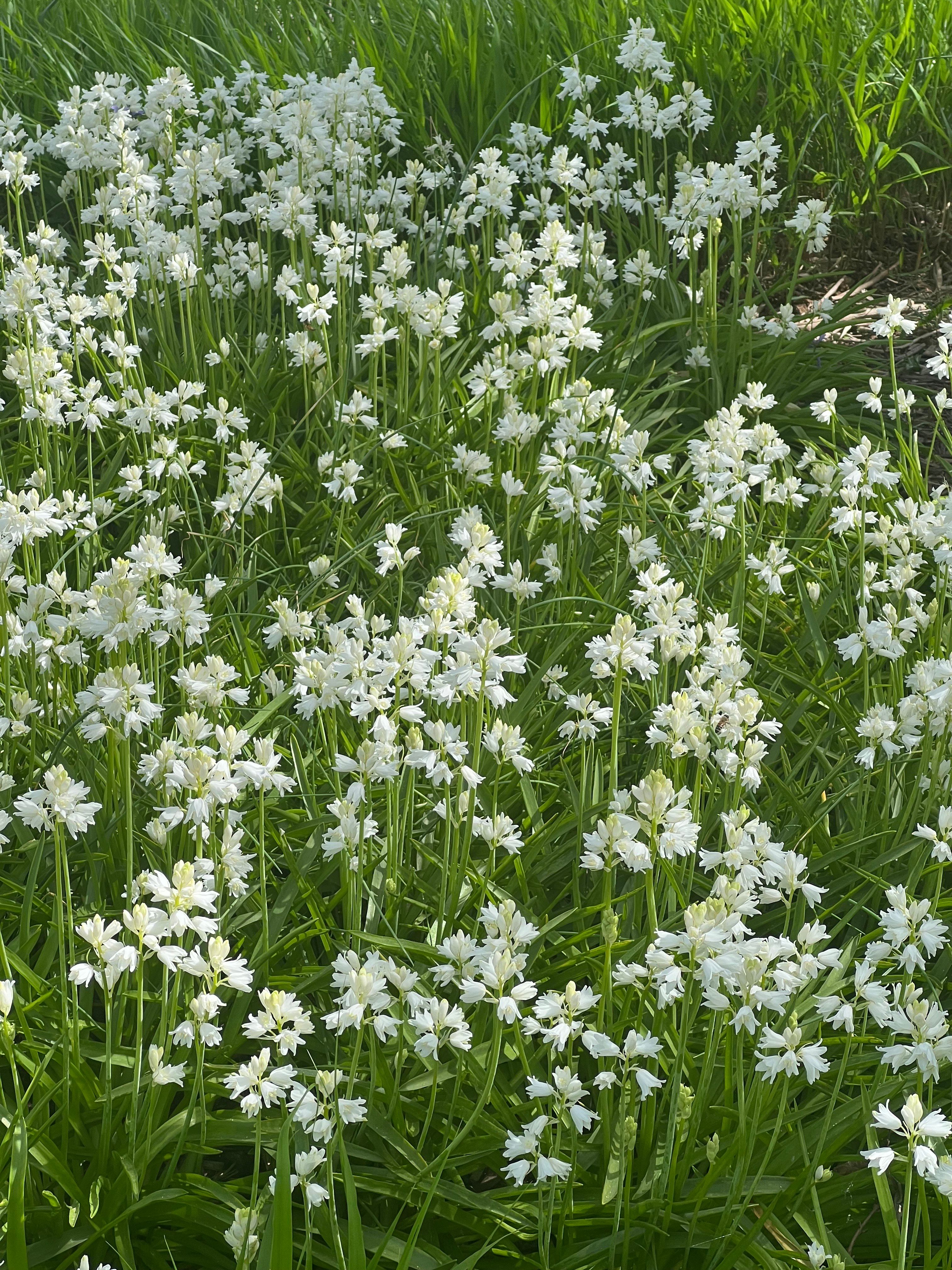 Sofia Viera | Collider