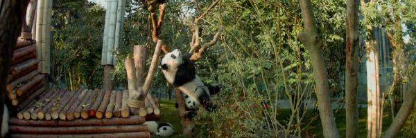 Pandas Trailer Reveals the Adorable IMAX Documentary