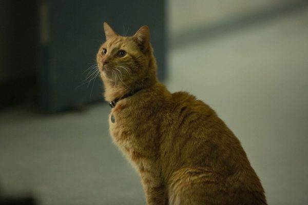Captain Marvel's Goose the Cat Explained: What Is a Flerken Anyway?