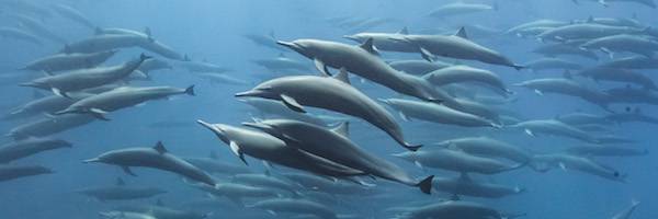 Our Planet Trailer Reveals Netflix's Stunning Nature Documentary