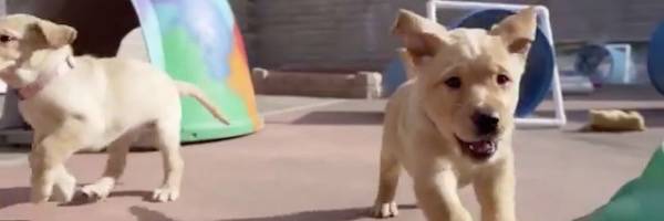 Pick of the Litter Trailer Reveals Disney Plus' V. Good Dog Docu-Series