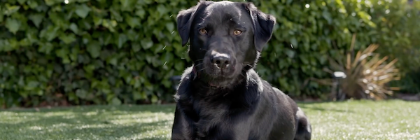 Disney Plus Pick of the Litter Review: A Sincere, Insightful Look at a ...