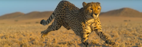 Fierce Queens: Quibi and BBC's Nature Docu-series Is a Great Quick Bite