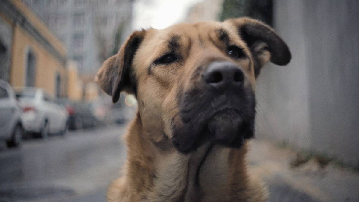 Stray Trailer Reveals Doc About Stray Dogs in Istanbul