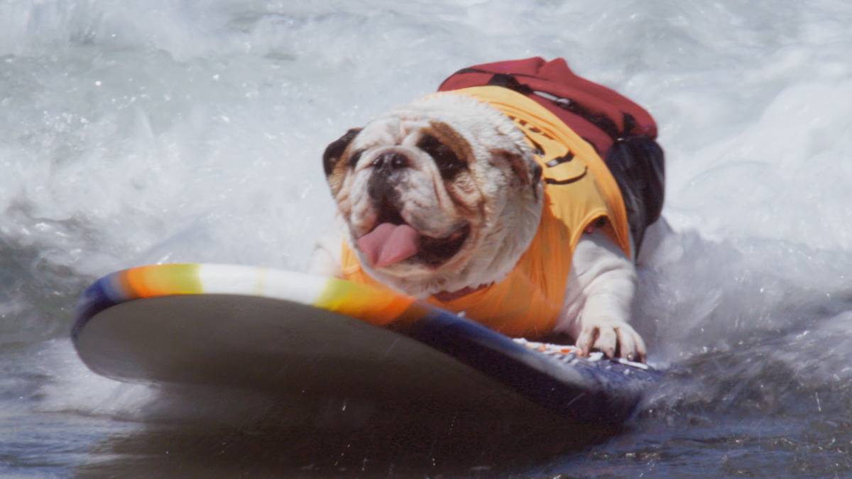 Pet Stars Trailer Reveals a Surfing Dog in the New Netflix Reality Series