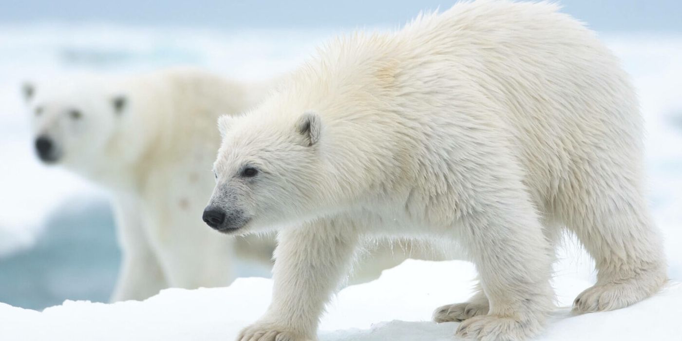 Disney’s Polar Bear & NatGeo Documentaries Set Earth Day Release Date
