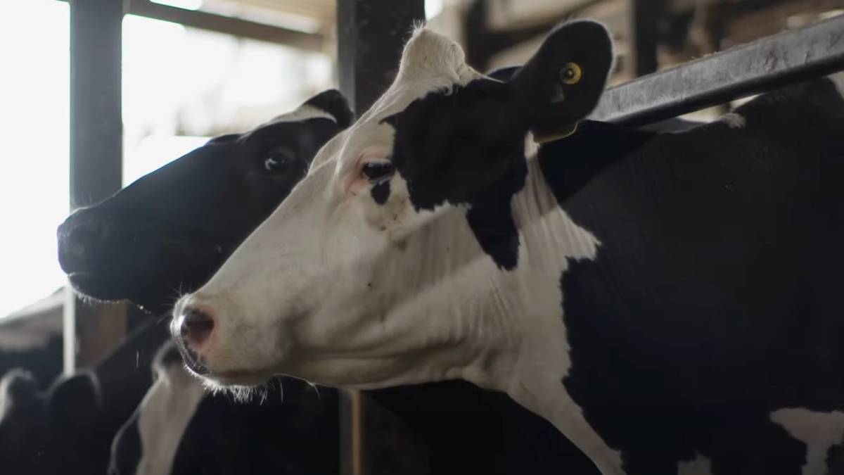 Cow Trailer Reveals the Ups and Downs of Life as a Dairy Cow