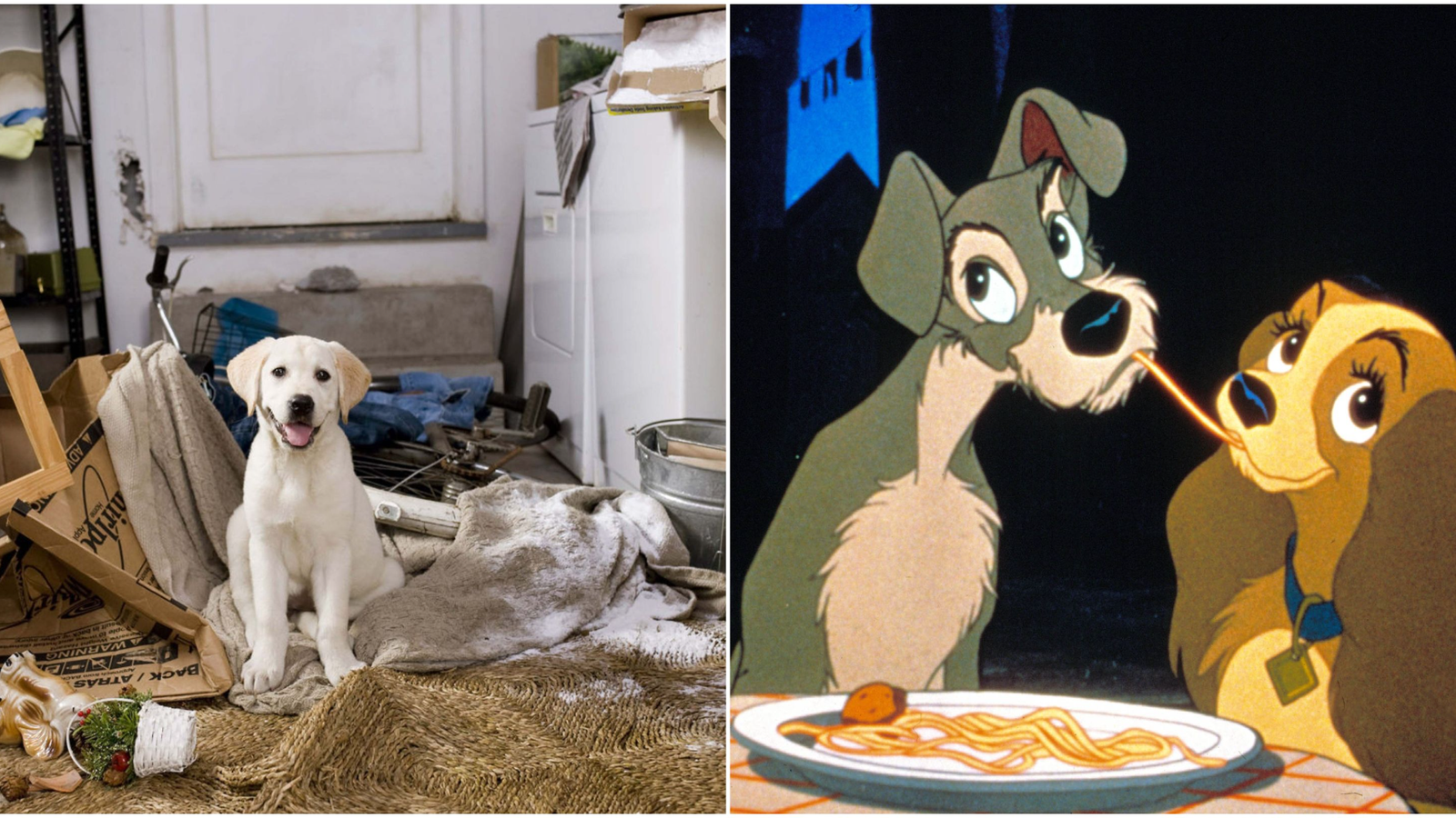The 10 Most Iconic Movie Dogs, Ranked