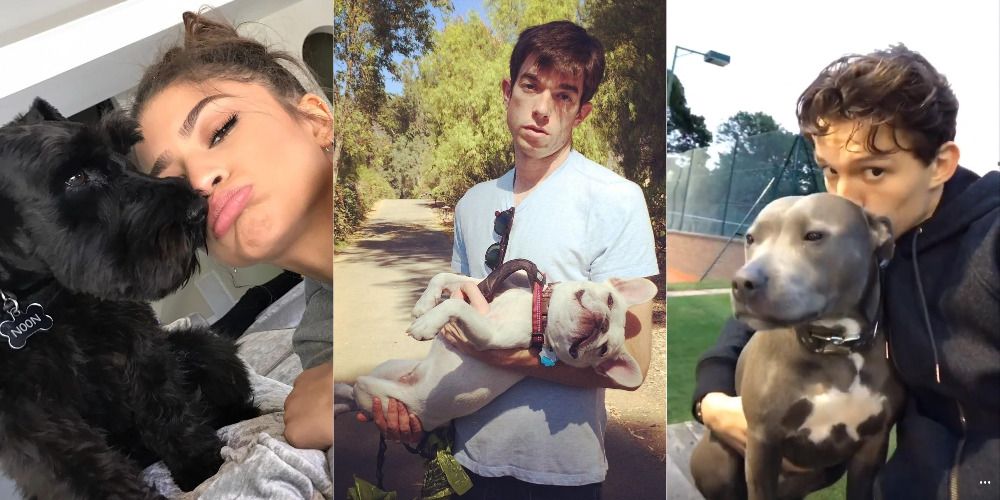 9 Celebrity Pets That Are Too Cute For This World