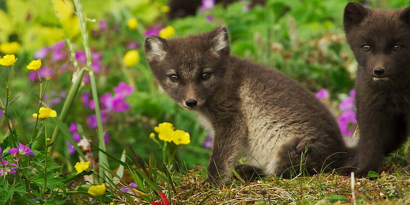 5 Best Animal Documentaries To Stream On Netflix Right Now