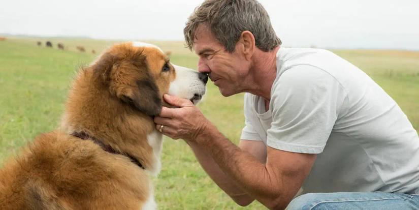 The 10 Best Dog Movies the Whole Family Can Enjoy, Ranked