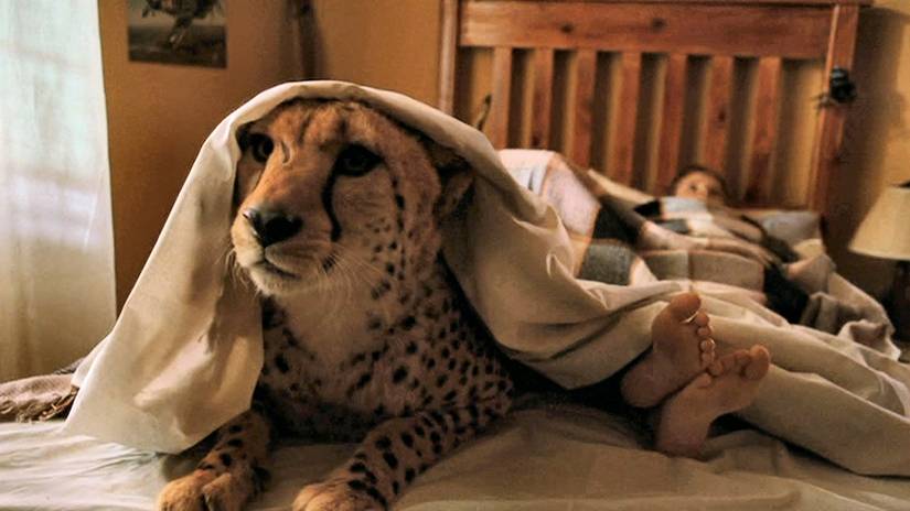 Movies About Big Cats to Watch After Beast: From Roar to Bringing Up Baby