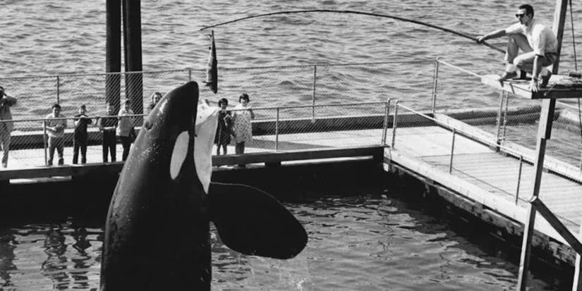Best Movies About Whales, From Free Willy to Blackfish