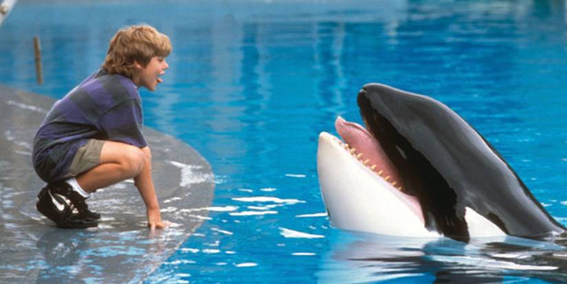 Best Movies About Whales, From Free Willy to Blackfish