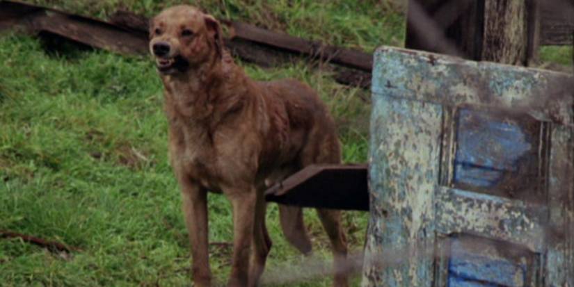 Creepy Cananies: The 10 Scariest Dogs in Film, Ranked