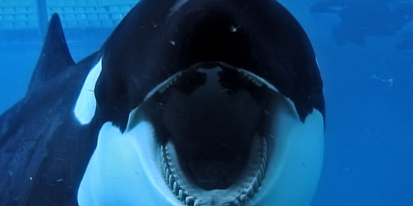 10 Animal Documentaries That Exposed Animal Cruelty, From ‘Blackfish ...