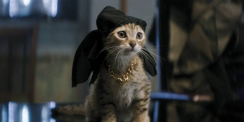 10 of the Most Iconic Cats in Film History, Ranked