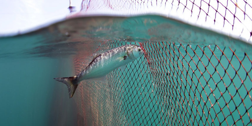 10 Animal Documentaries That Exposed Animal Cruelty, From ‘Blackfish ...