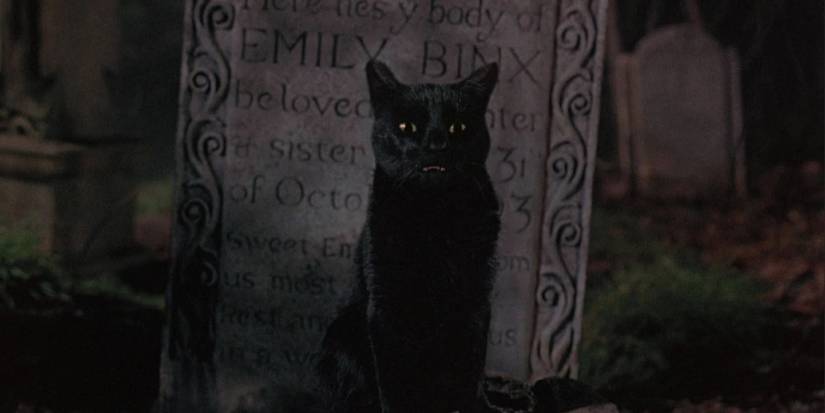 10 of the Most Iconic Cats in Film History, Ranked