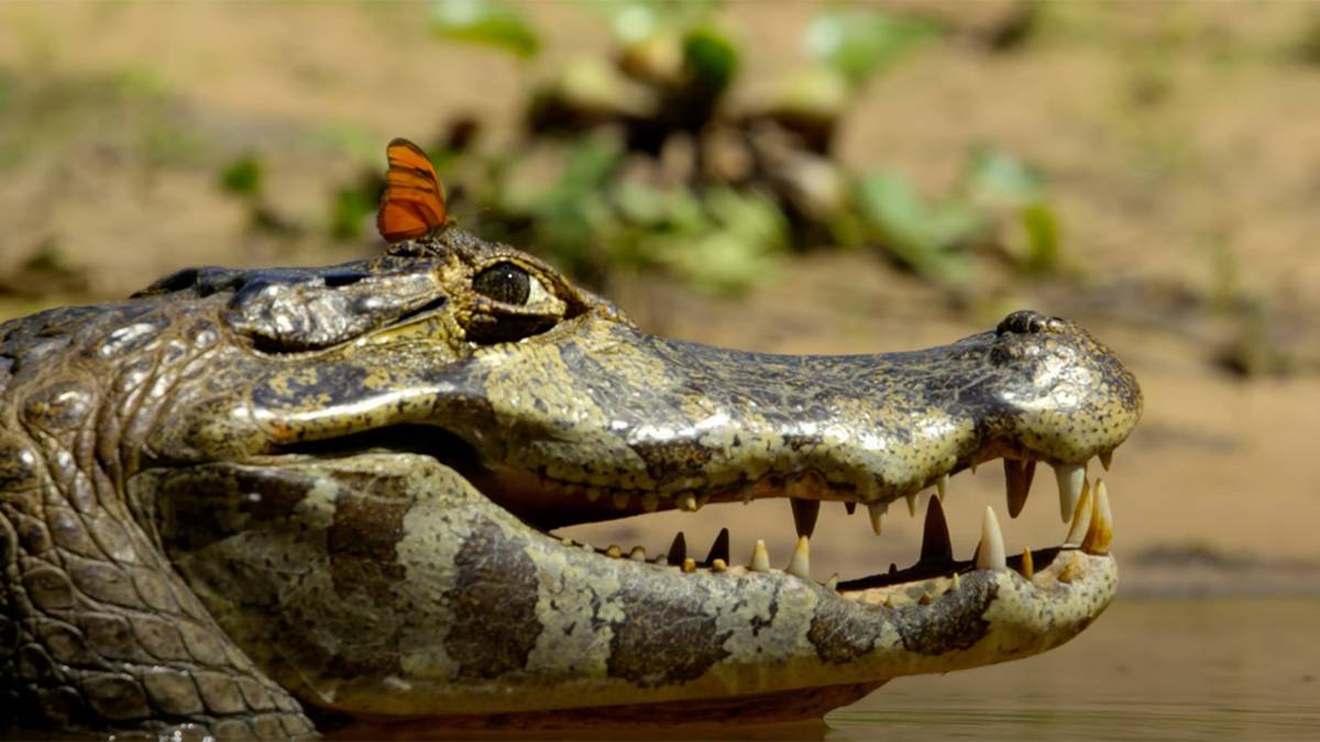 Netflix Adds Six New Documentary Series' to Expanding Natural History Slate