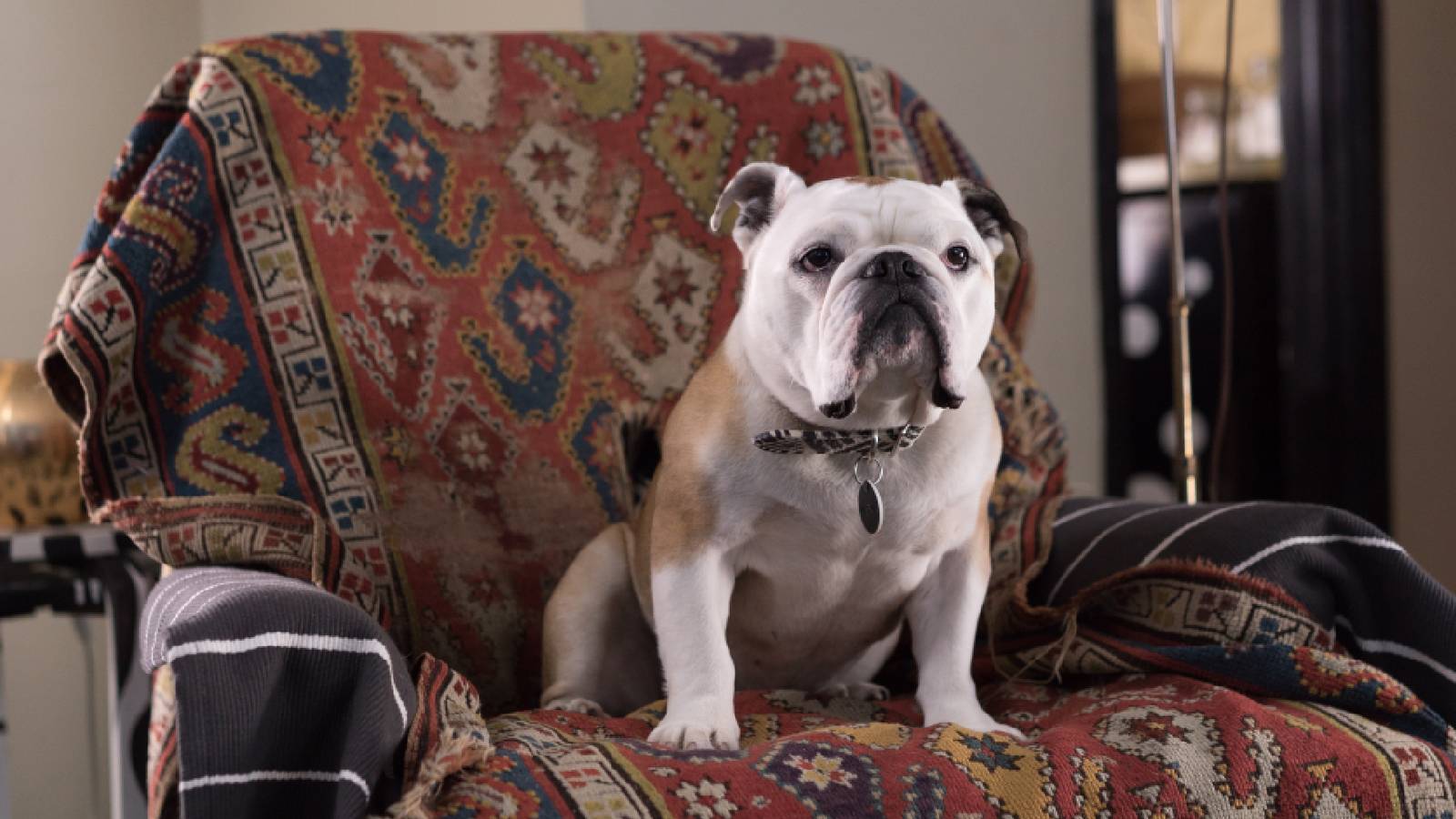 10 Notable Winners of The Palm Dog Award at The Cannes Film Festival