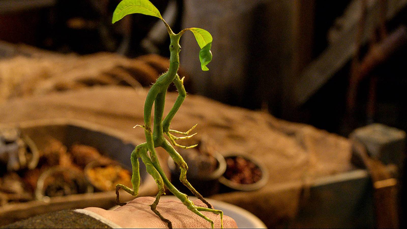 10 Cutest Magical Creatures in the Wizarding World