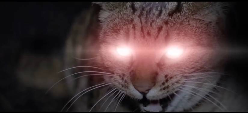 Best Zombie Animals in Movies