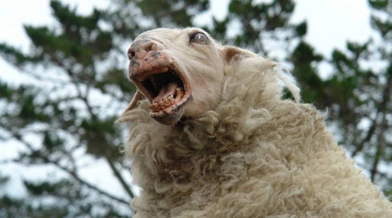 Best Zombie Animals in Movies