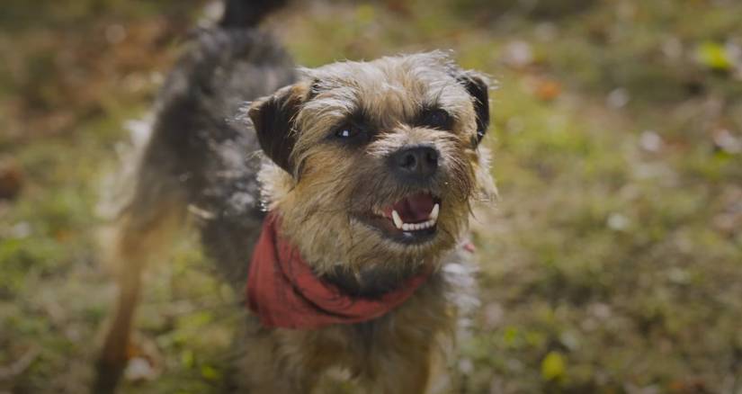 'Strays' Director on Working With Will Ferrell for R-Rated Dog Comedy