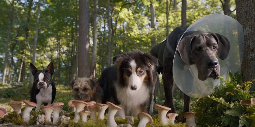 'Strays': Release Date, Cast, Trailer, and Everything You Need to Know