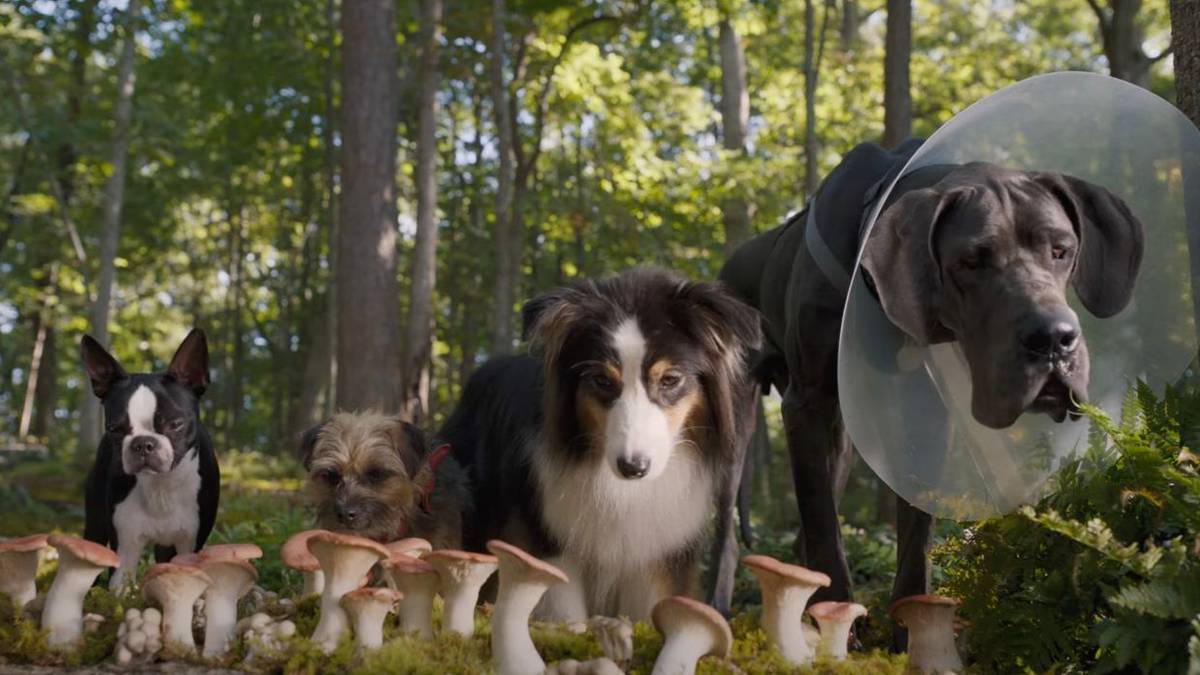 'Strays' Clip: Isla Fisher Is a Deranged Australian Shepherd