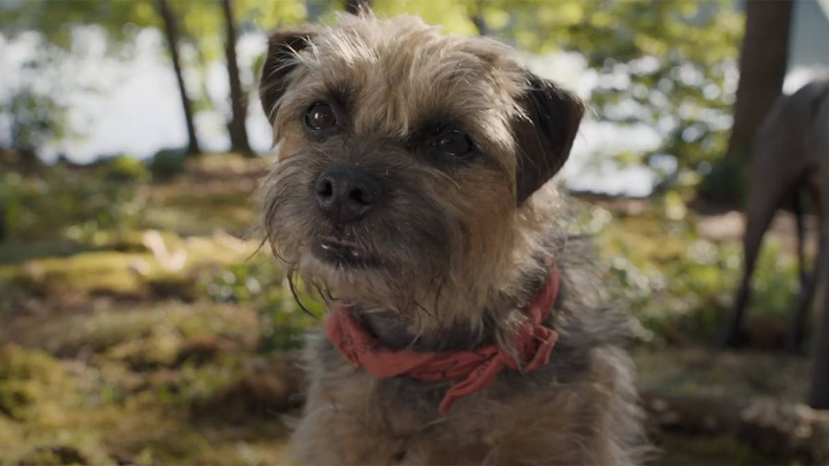 'Strays': Will Ferrell-Led Canine Comedy Gets Bumped to End of Summer
