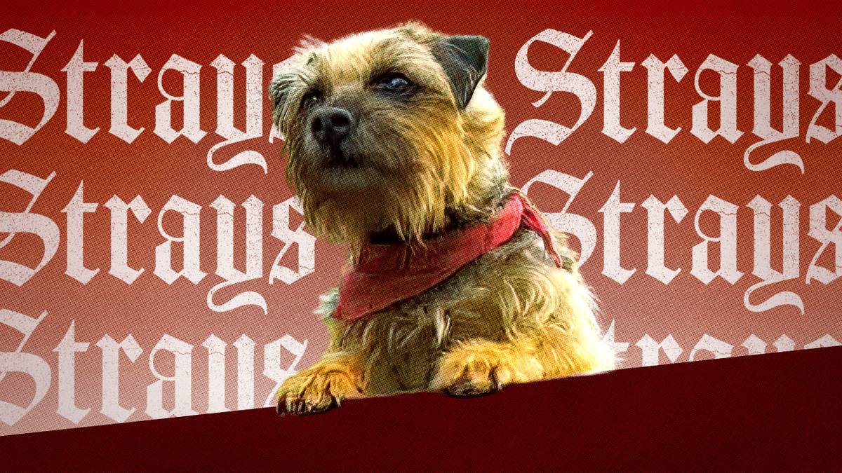 'Strays': Release Date, Cast, Trailer, and Everything You Need to Know