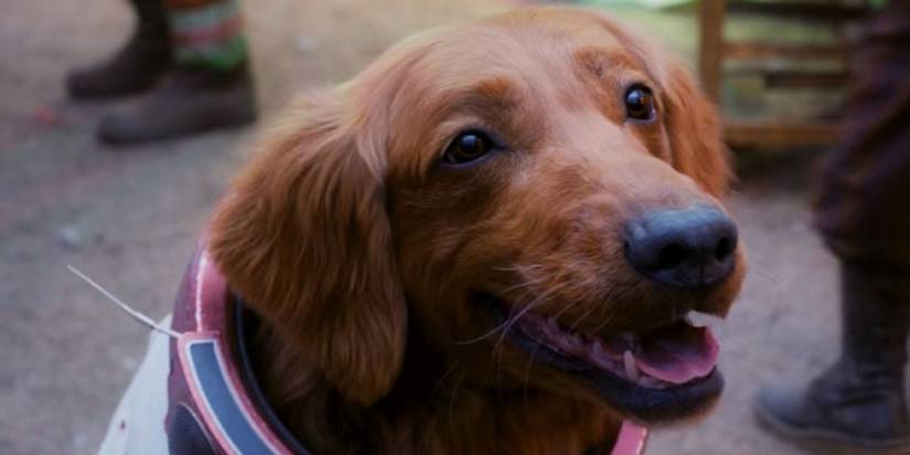 Who Is Cosmo the Spacedog (Besides a Good Dog)?
