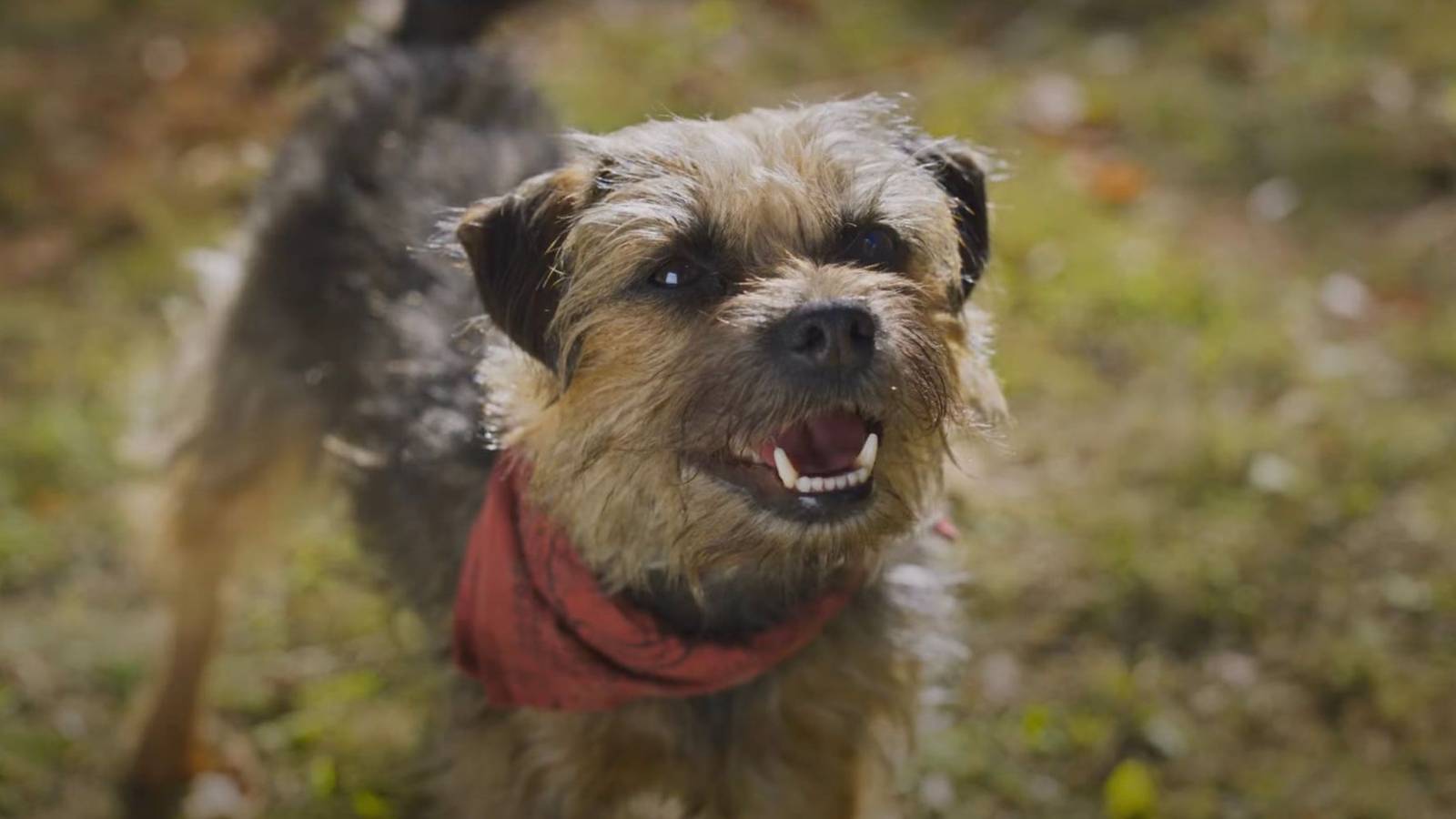 'Strays': Why Director Josh Greenbaum Chose to Keep Reggie a Stray