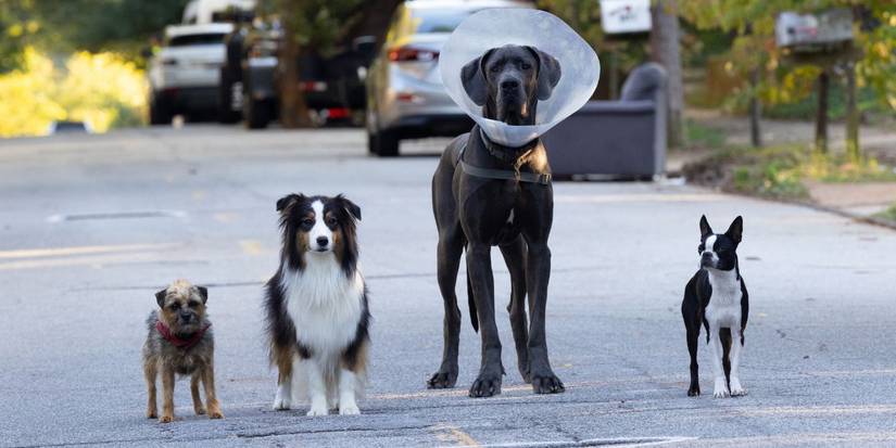 'Strays' Review: This R-Rated Talking Dog Comedy Delivers