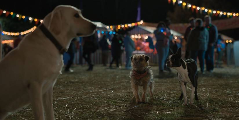 Where to Stream 'Strays'