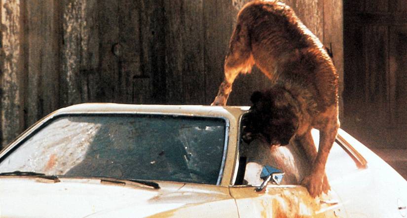 ‘Cujo’s Big Change From Stephen King’s Novel Made It a Better Movie