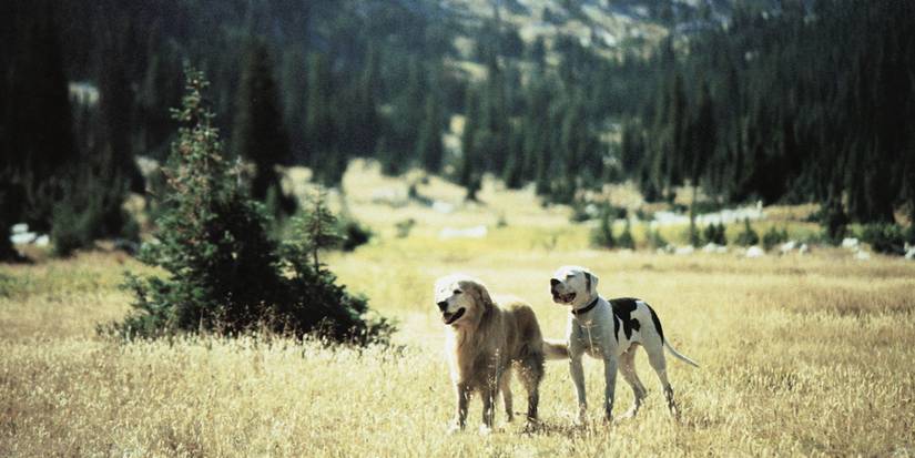 Sorry ‘Strays,’ This Is the Best Film With Talking Dogs