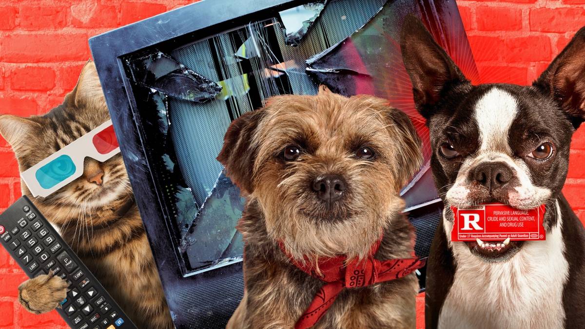 Where to Stream 'Strays'