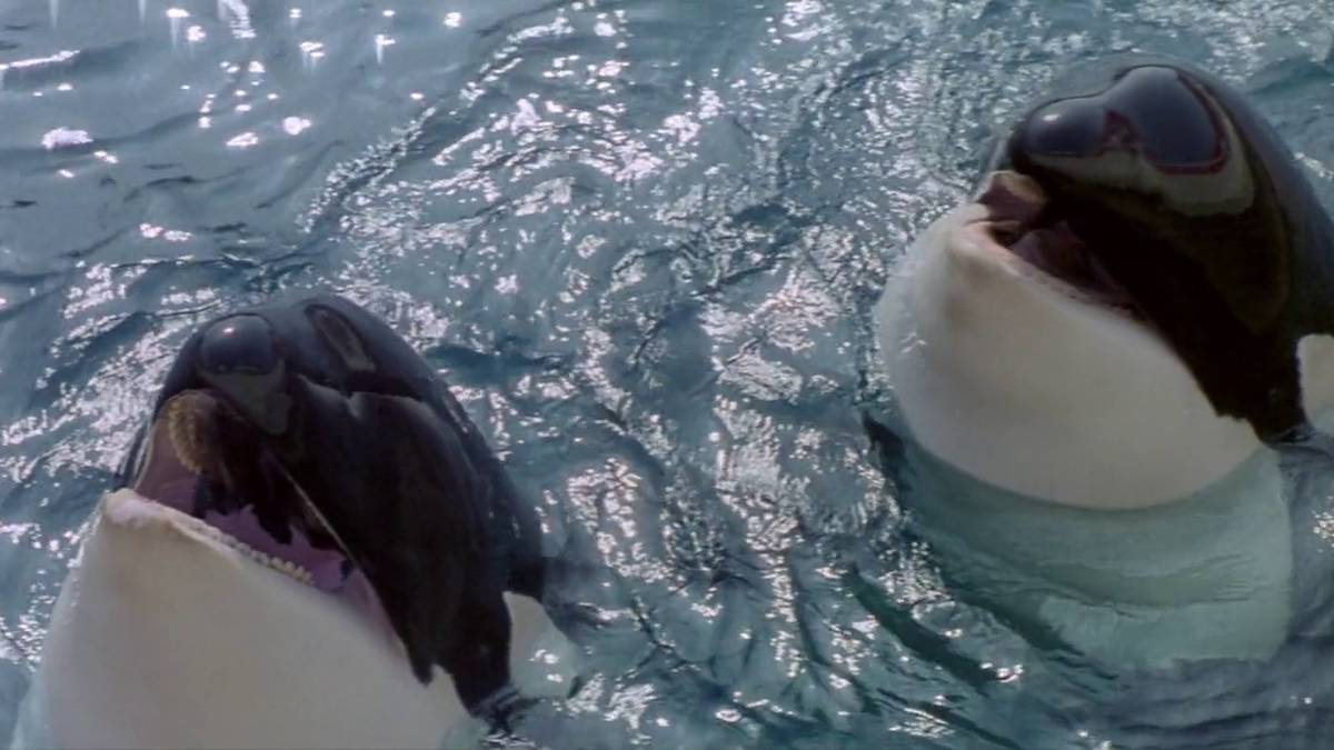 This Wild 'Jaws' Ripoff Is Finally Coming to 4K Blu-ray