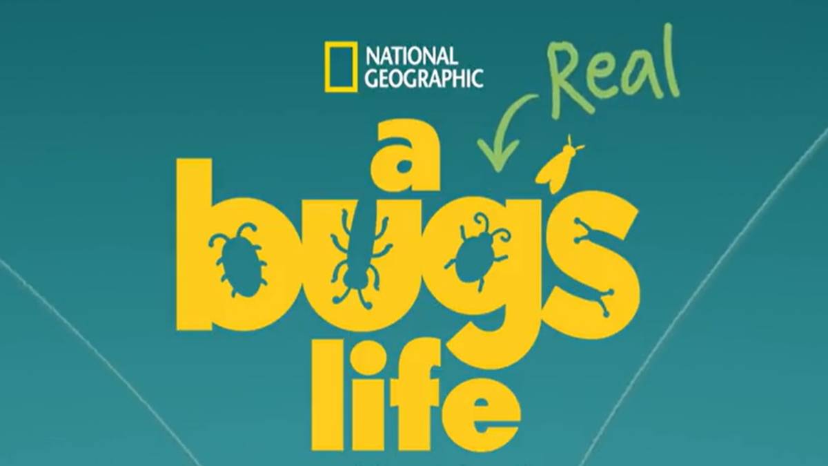 Awkwafina Narrates a Hero's Journey in First 'A Real Bug's Life' Trailer