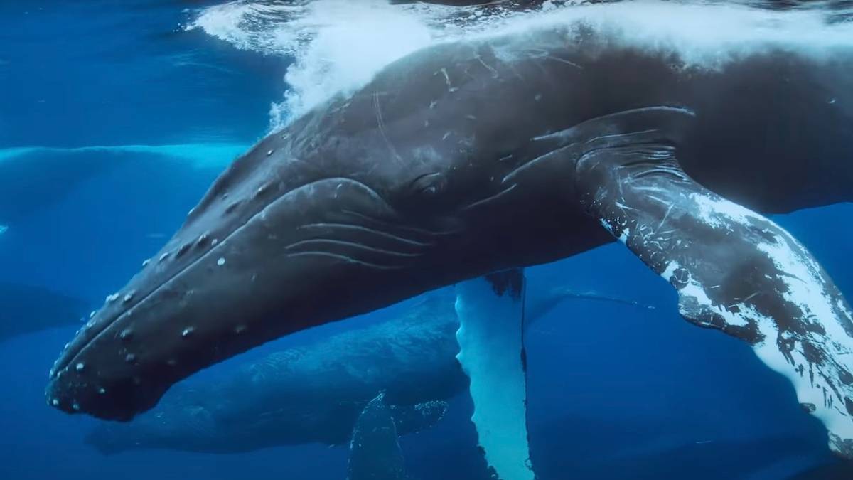 Jeremy Renner Narrates 'Incredible Animal Journeys' in New Trailer