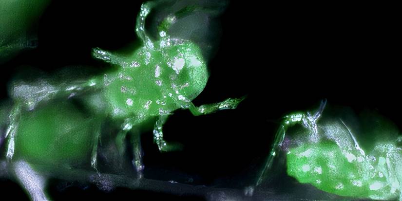 10 Most Terrifying 'The X-Files' Monsters, Ranked