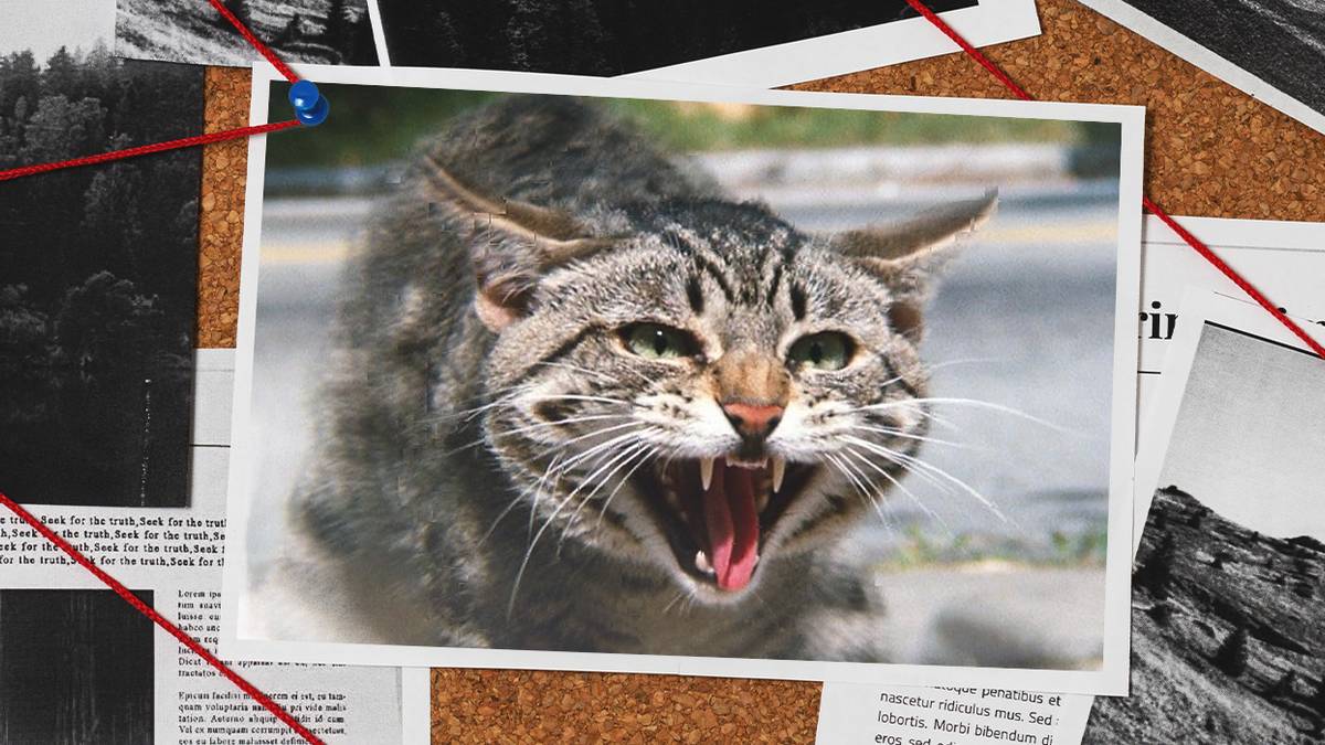 A Cat Is the Star of This Forgotten ’80s Stephen King Adaptation