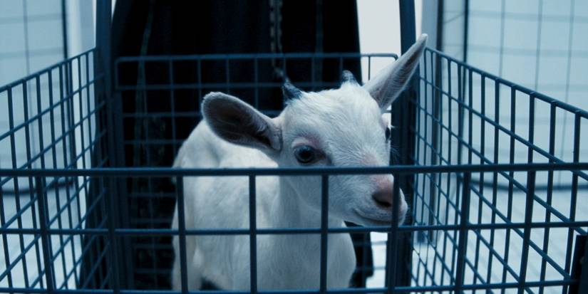 'Severance' Finally Explained What That Whole Deal Is With the Goats