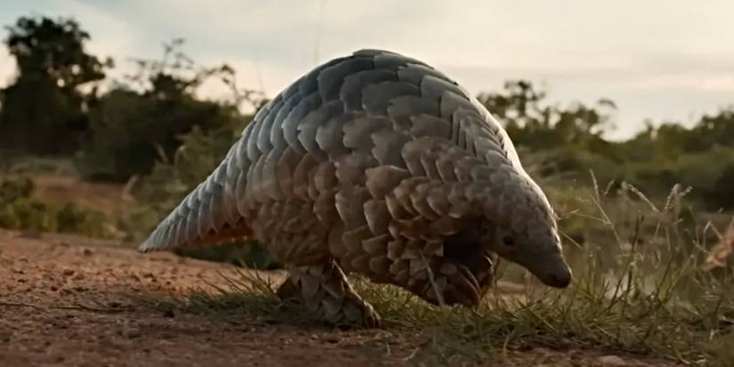 'Pangolin: Kulu's Journey' Review: This Netflix Doc Answered Questions ...