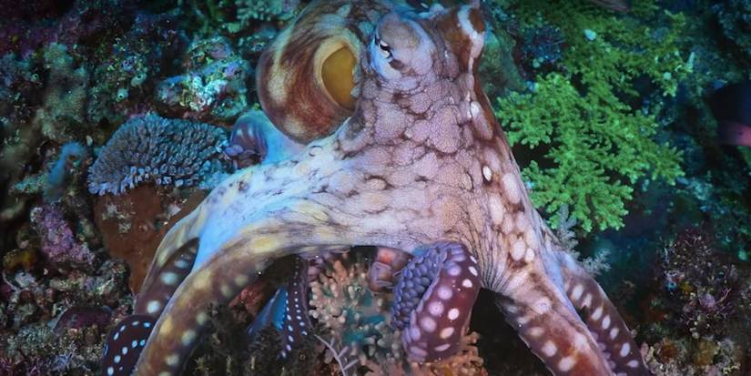 The 10 Best Netflix Original Nature Documentaries, Ranked