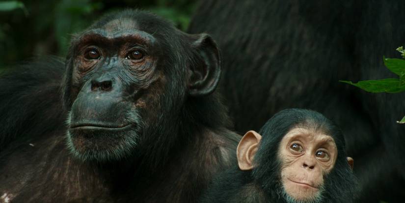 The 10 Best Netflix Original Nature Documentaries, Ranked