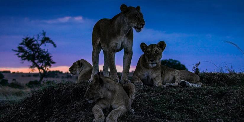 The 10 Best Netflix Original Nature Documentaries, Ranked